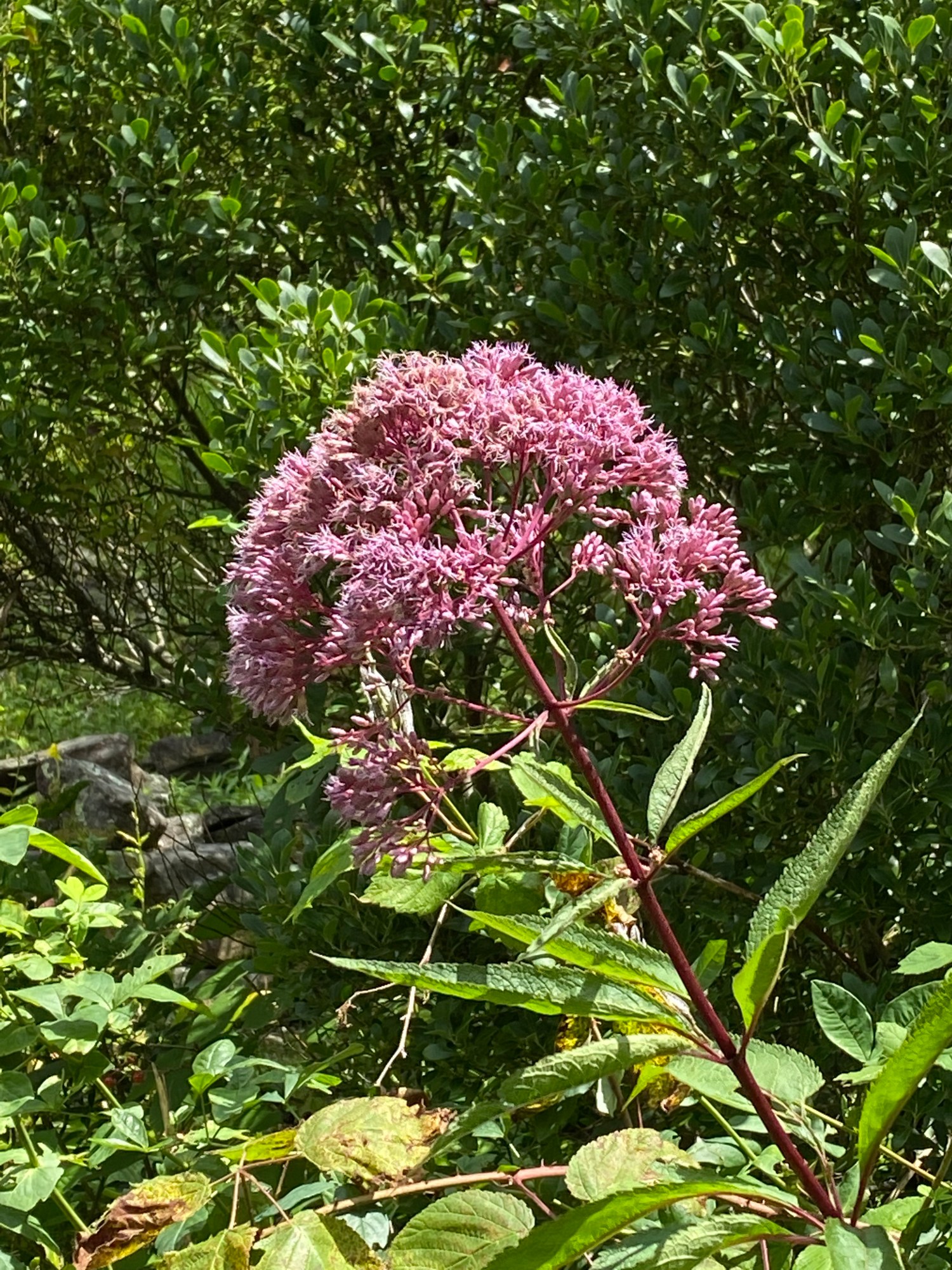 Aether Quilt – Patty Murphy